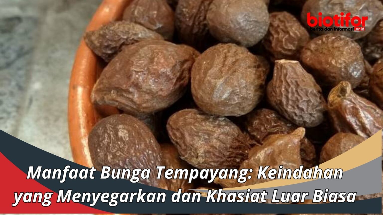 Jenis Bunga Mawar Keindahan dan Varietas yang Menakjubkan