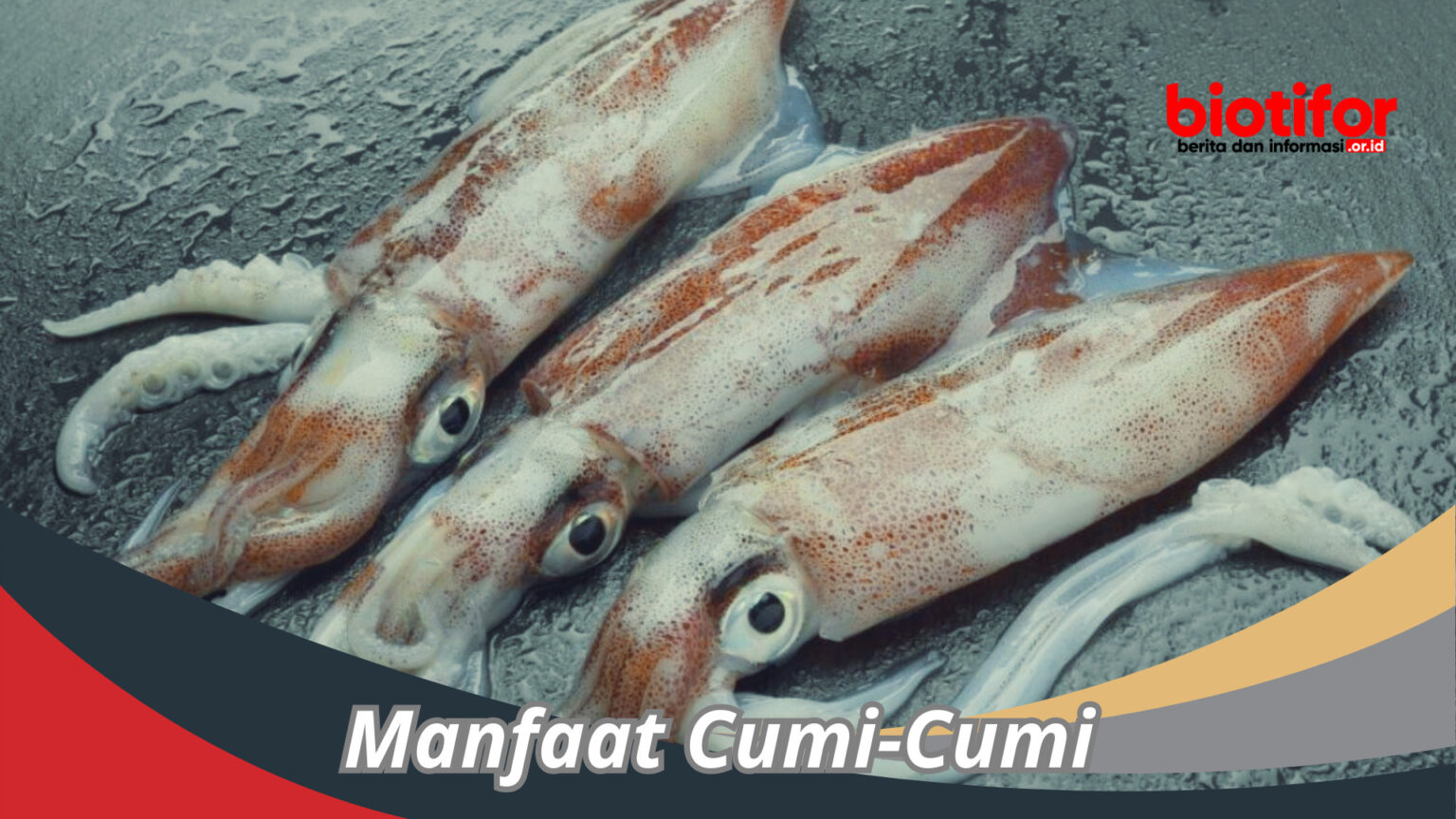 Manfaat Cumi Cumi : Keajaiban Nutrisi Dari Lautan
