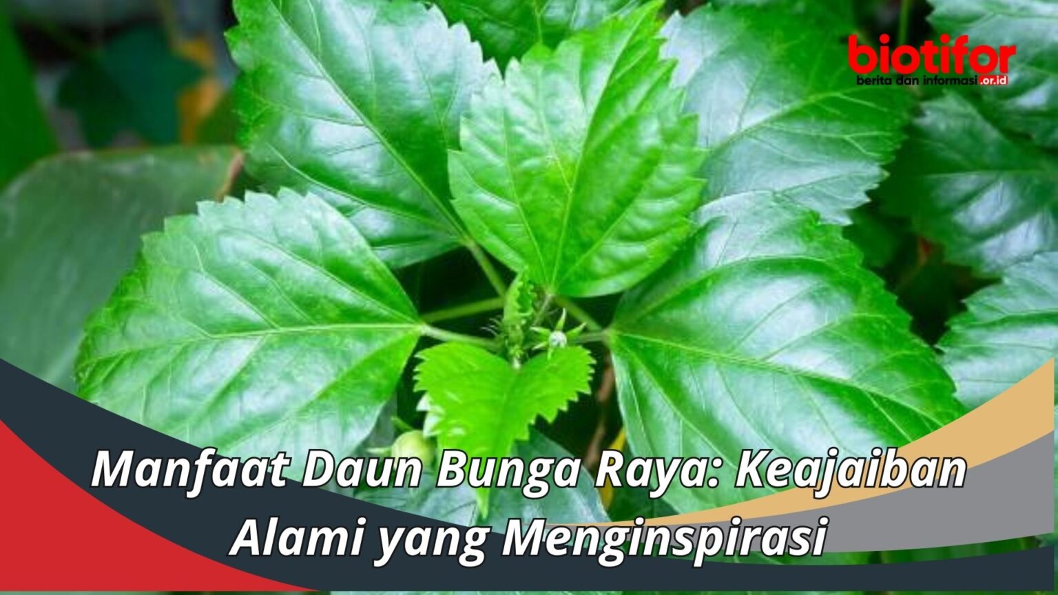 Manfaat Daun Bunga Raya: Keajaiban Alami yang Menginspirasi
