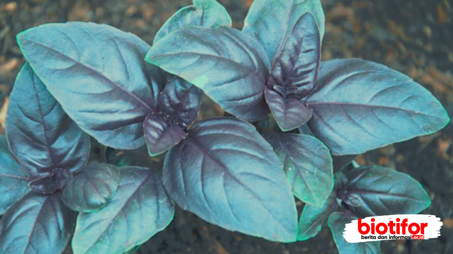 Manfaat Daun Kecubung Atau Daun Ungu Yang Ajaib