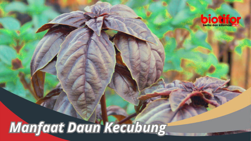 5 Khasiat Kecombrang yang Jarang Diketahui - Biotifor