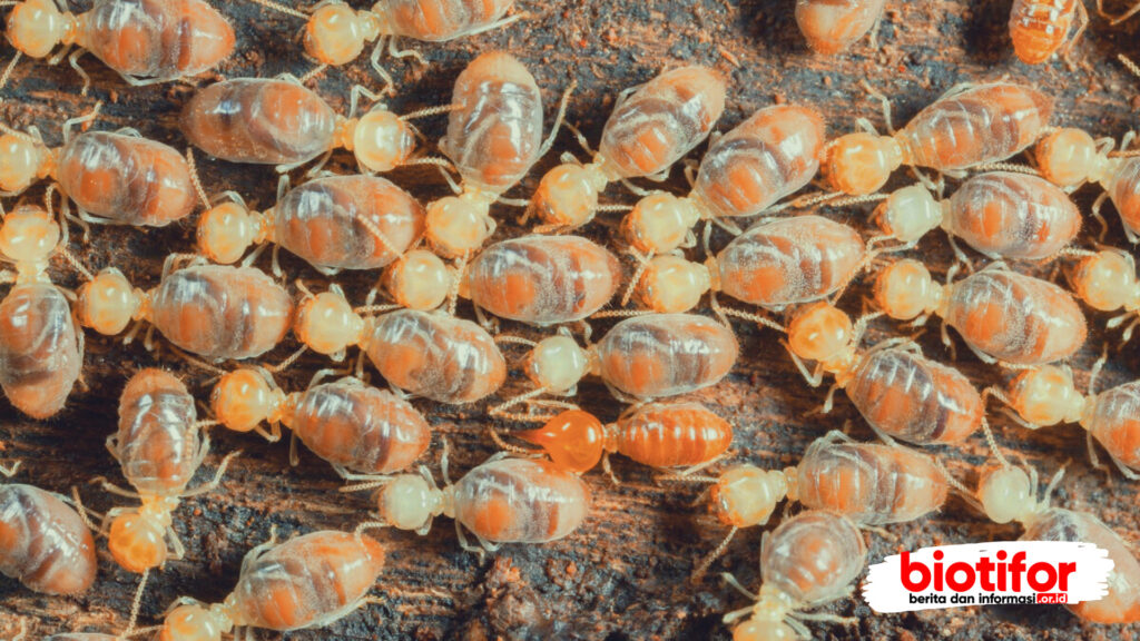 Manfaat Rayap : Lebih Dari Sekadar Hama