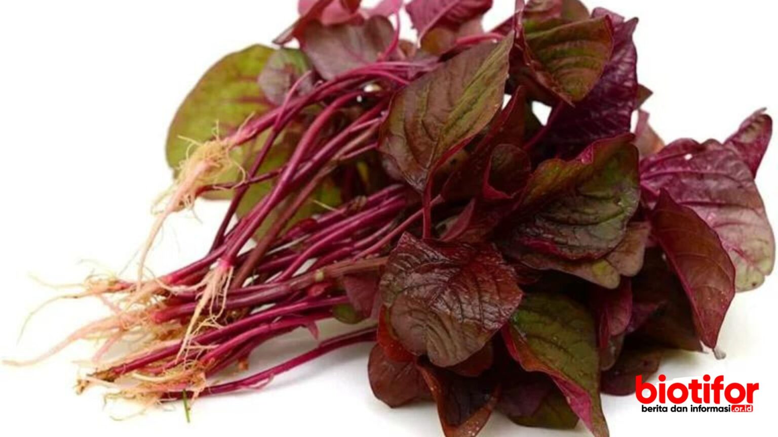 Manfaat Sayur Bayam Merah: Khasiat Luar Biasa untuk Kesehatan - Biotifor