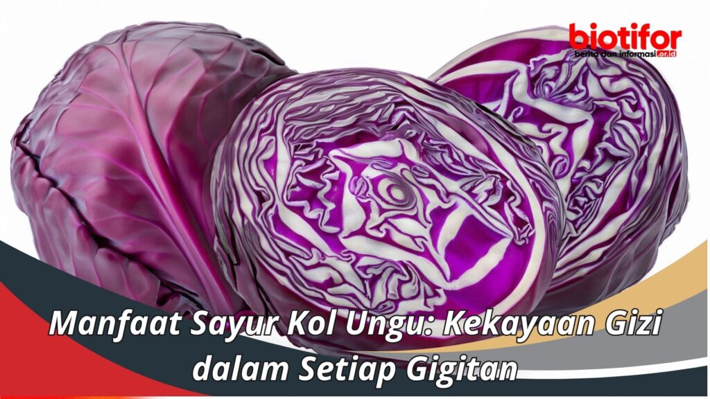 Manfaat Sayur Kol Ungu: Kekayaan Gizi dalam Setiap Gigitan - Biotifor