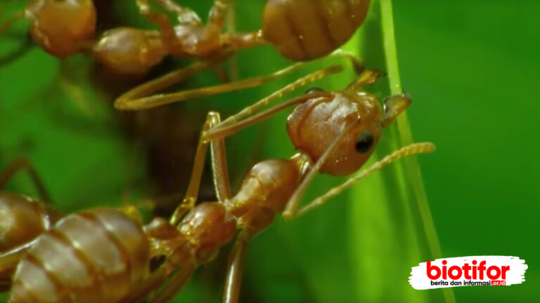 Manfaat Semut Rangrang: Keajaiban Kecil Dalam Ekosistem