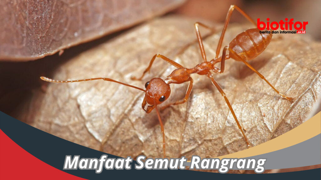 Manfaat Semut Rangrang: Keajaiban Kecil Dalam Ekosistem