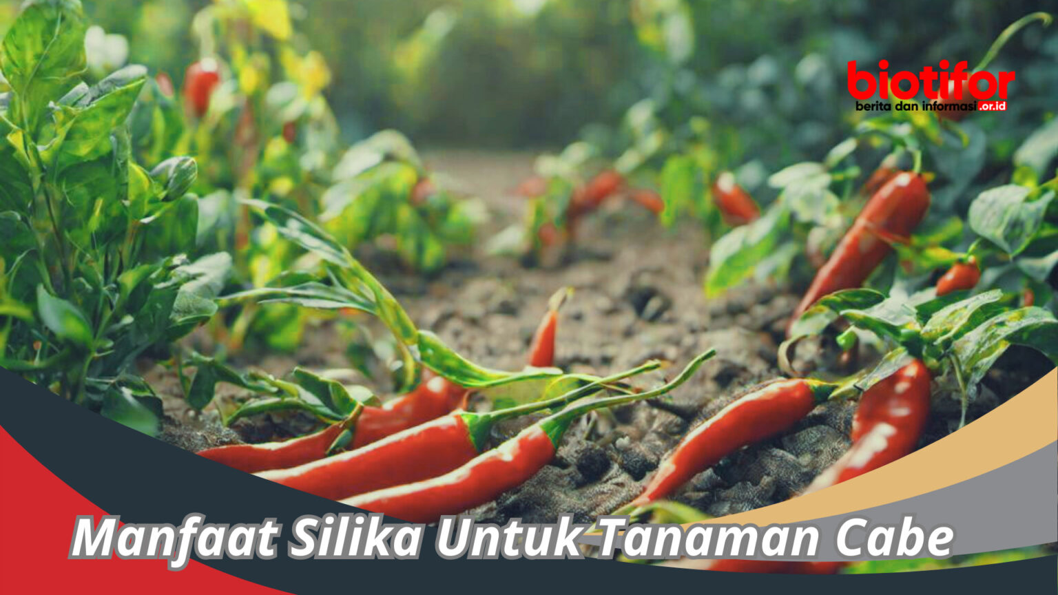 Manfaat Tebu: Mengenal Keajaiban dan Kegunaan Tanaman Manis - Biotifor