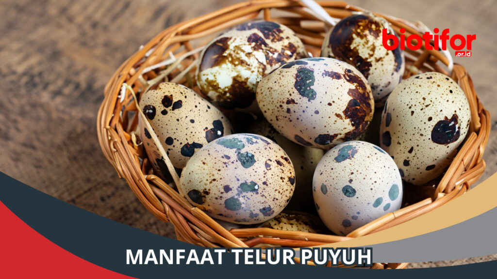Manfaat Telur Puyuh: Kandungan Nutrisi dan Keuntungannya - Biotifor