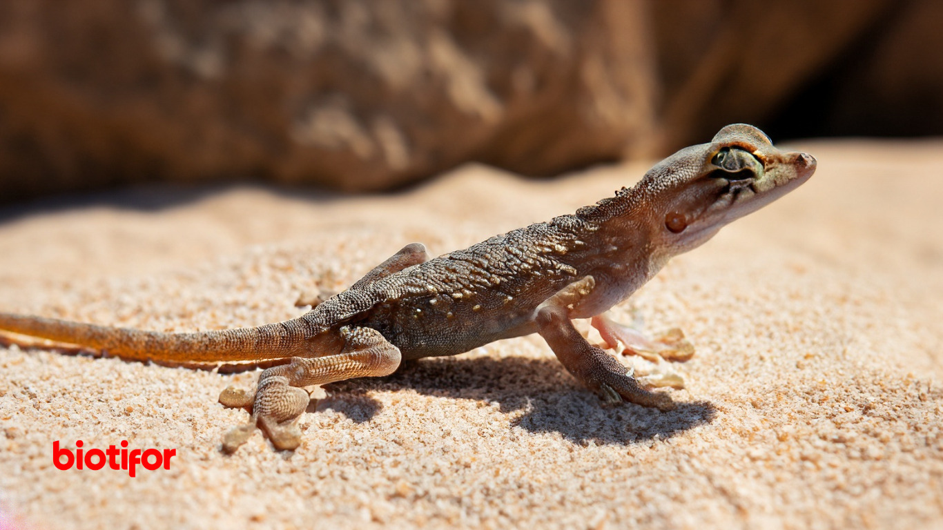 Cara Mengusir Cicak: Tips Ampuh Mengatasi Hama di Rumah - Biotifor