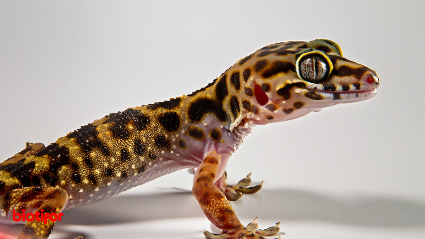 Cara Mengusir Tokek: Tips Ampuh Mengatasi Hama di Rumah - Biotifor