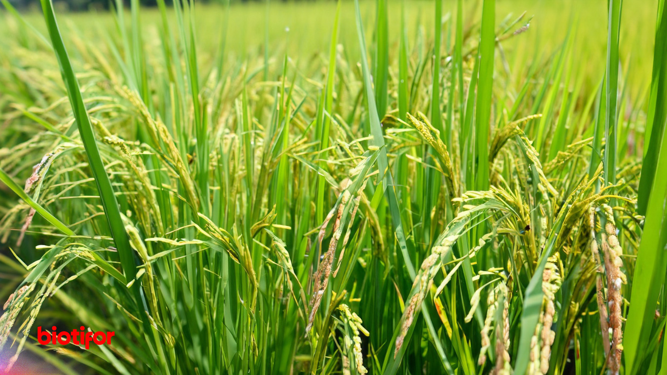 Manfaat Padi: Menggali tentang Tanaman Pokok yang Bernilai - Biotifor