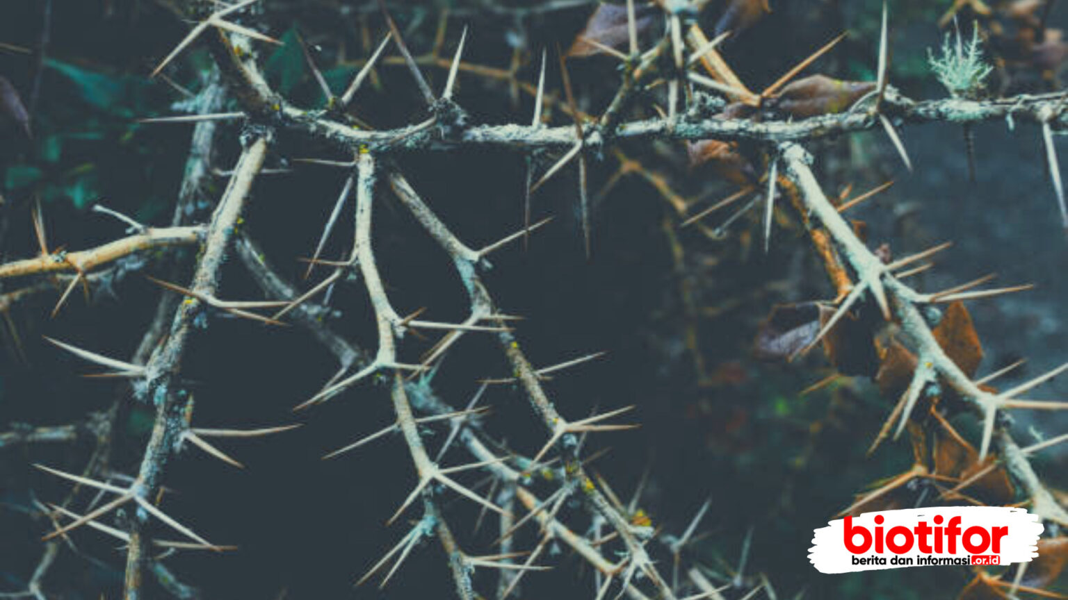Tanaman berduri - Jenis, Manfaat, Dan Cara Merawatnya