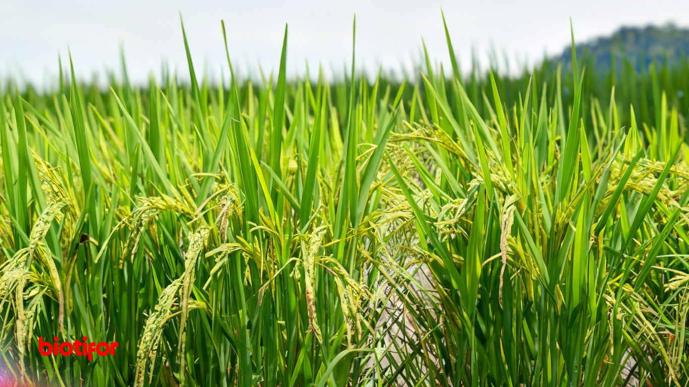 Manfaat Padi: Menggali tentang Tanaman Pokok yang Bernilai - Biotifor