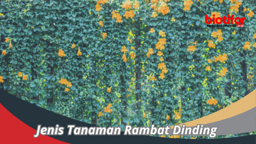 Macam-Macam Jenis Tanaman Rambat Dinding Yang Megah