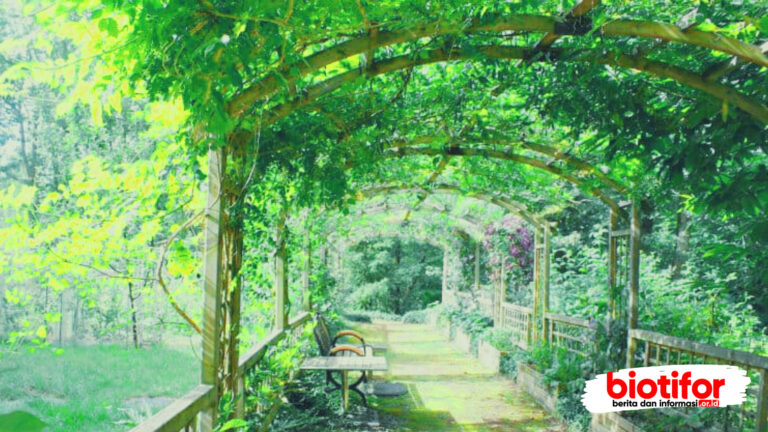 Jenis Tanaman Rambat Untuk Kanopi Dan Perawatannya