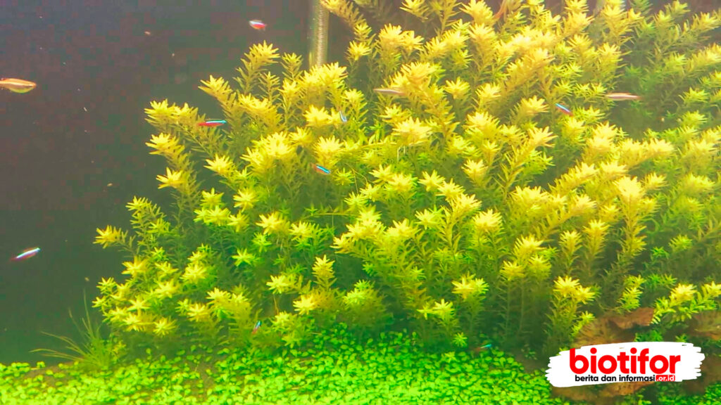 Tanaman Rotala : Jenis, Habitat Dan Perawatan