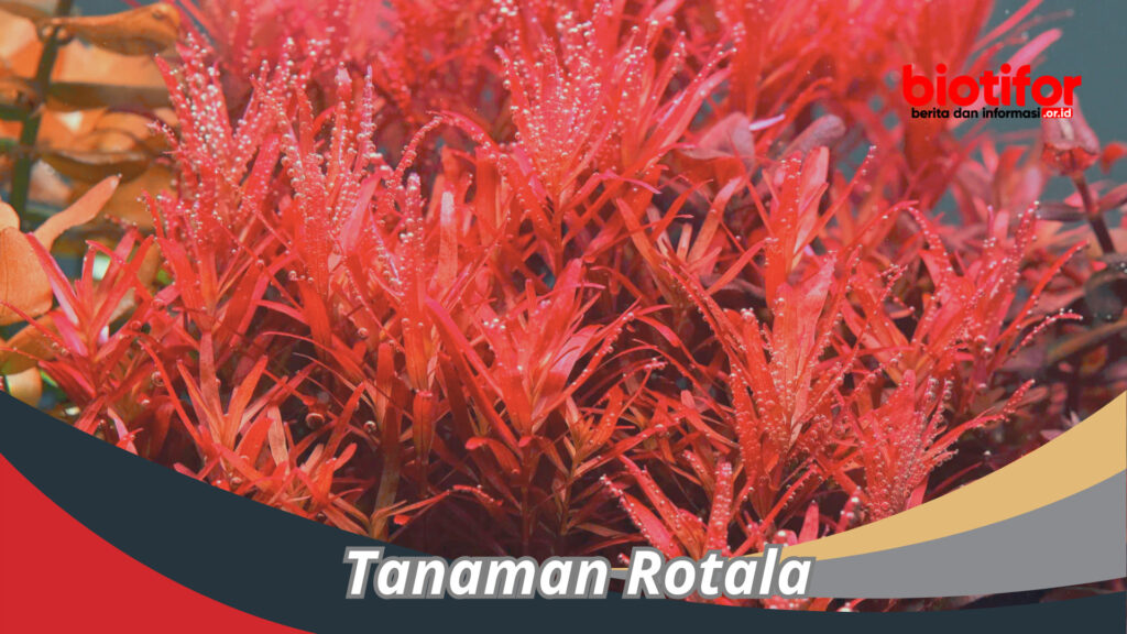 Tanaman Rotala : Jenis, Habitat Dan Perawatan