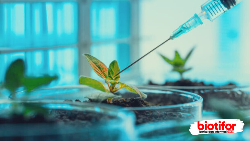 Tanaman Transgenik: Inovasi Dalam Pertanian Modern