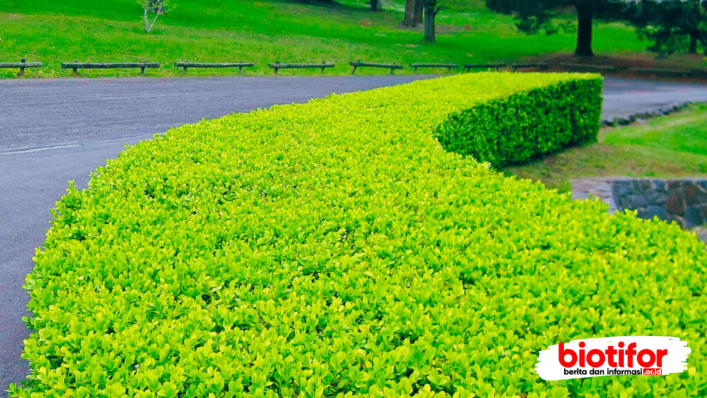 Macam-Macam Tanaman Untuk Pagar : Pilihan Cantik Dan Fungsional - Biotifor