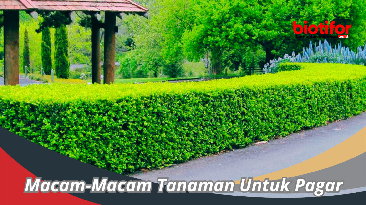 Macam-Macam Tanaman Untuk Pagar : Pilihan Cantik Dan Fungsional - Biotifor
