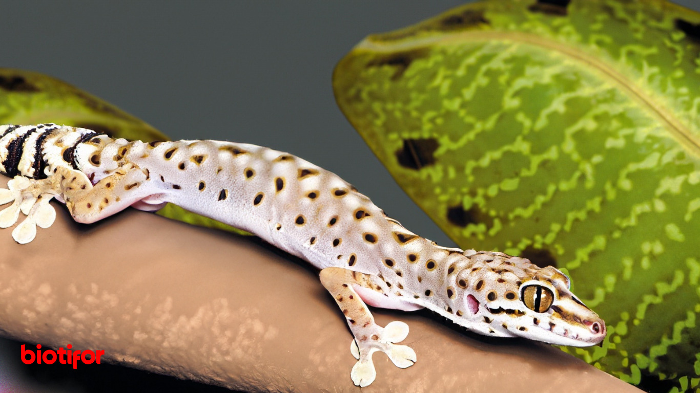 Cara Mengusir Tokek: Tips Ampuh Mengatasi Hama di Rumah - Biotifor