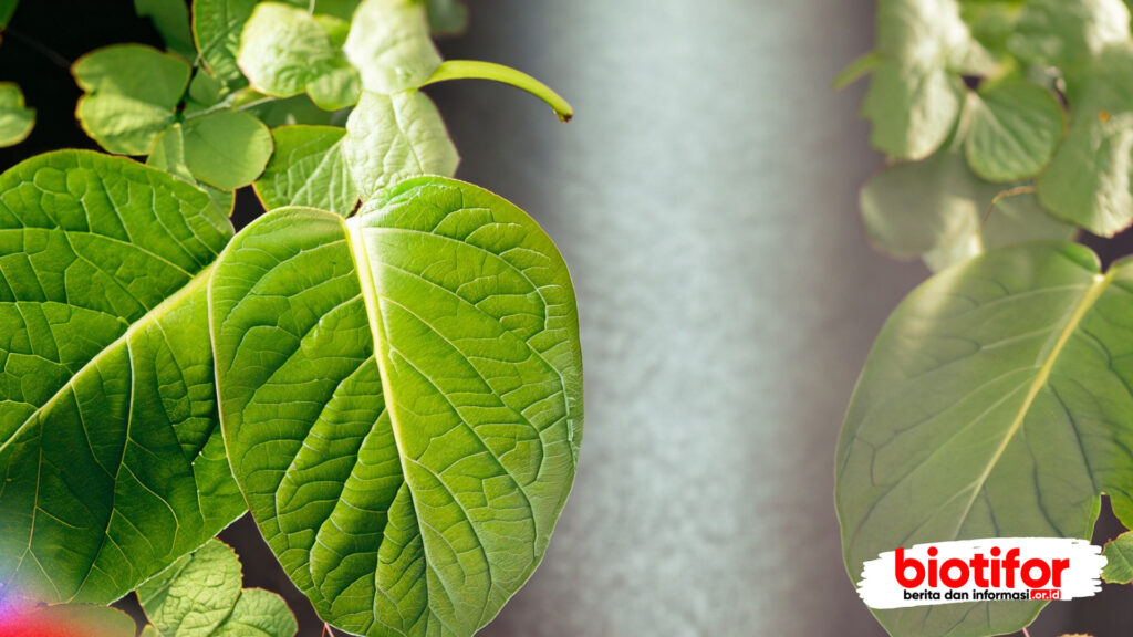 Manfaat Daun Suruhan Keajaiban Alami untuk Kesehatan