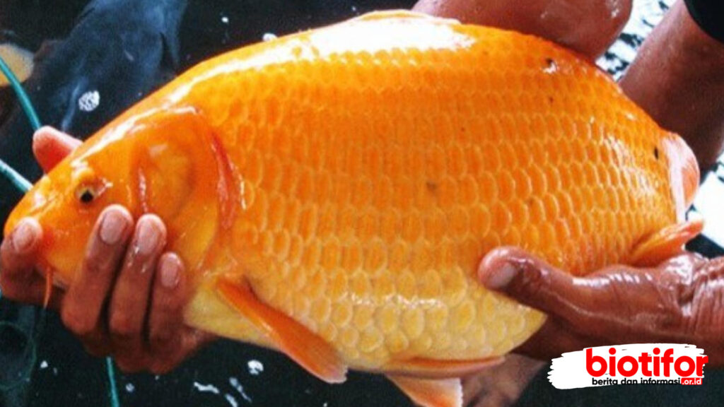 Jenis Ikan Air Tawar: Yang Perlu Diketahui