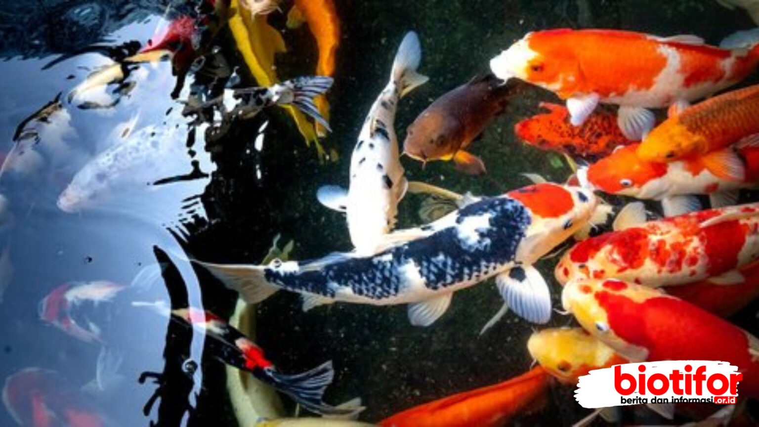 Jenis Ikan Air Tawar: Yang Perlu Diketahui