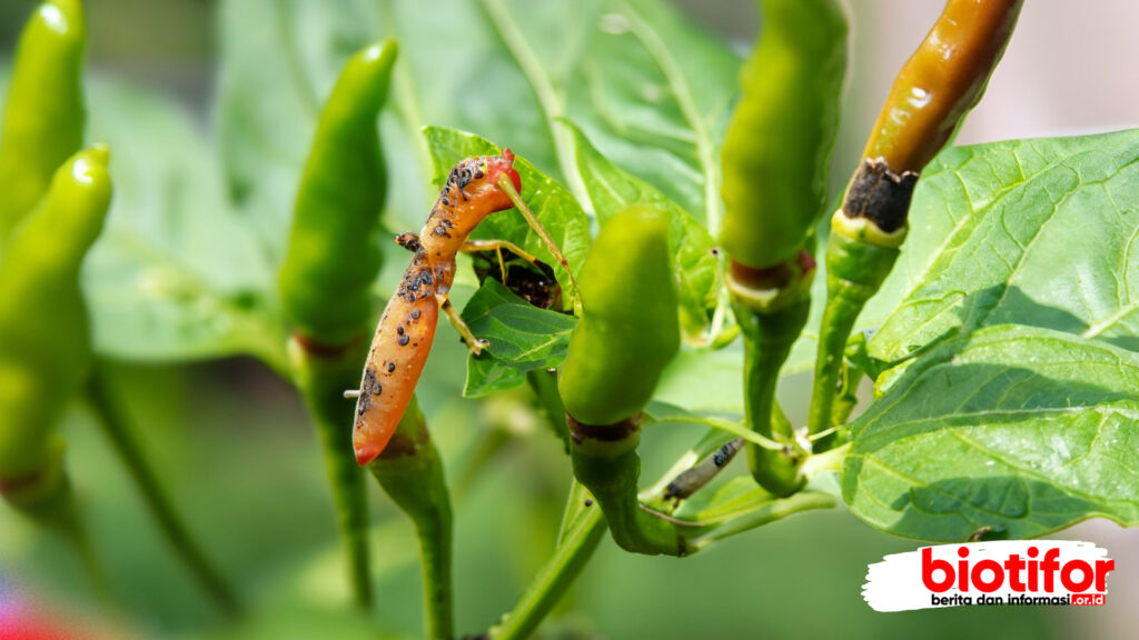 HAMA PADA TANAMAN CABAI, Mencegah, dan Mengatasi