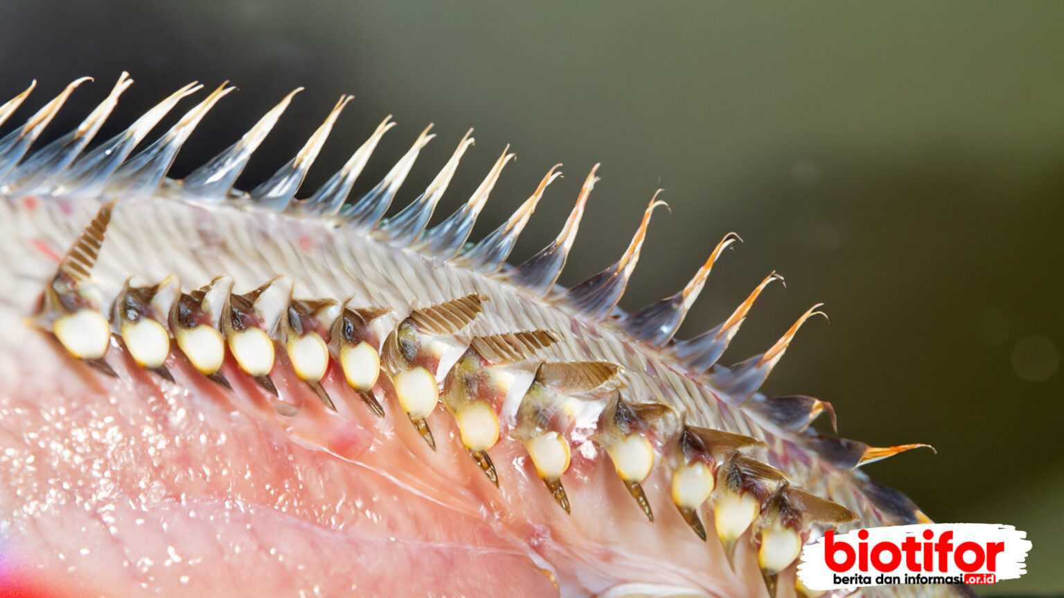 Cara Menghilangkan Duri Ikan di Tenggorokan Tips Aman