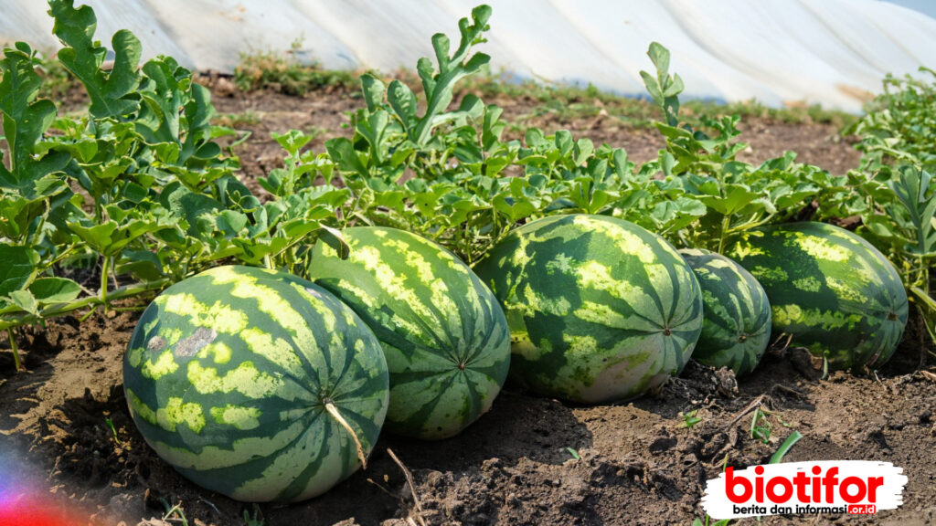 Cara Menanam Semangka Panduan Lengkap untuk Pemula