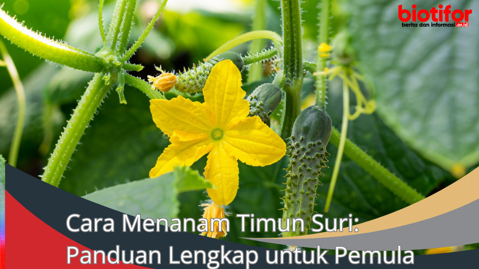 Cara Menanam Timun Suri: Panduan Lengkap untuk Pemula