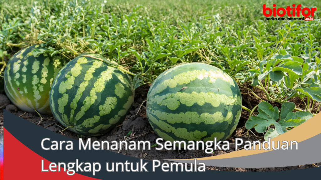 Cara Menanam Semangka Panduan Lengkap untuk Pemula