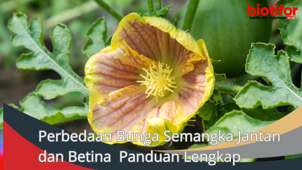 Perbedaan Bunga Semangka Jantan dan Betina Panduan Lengkap