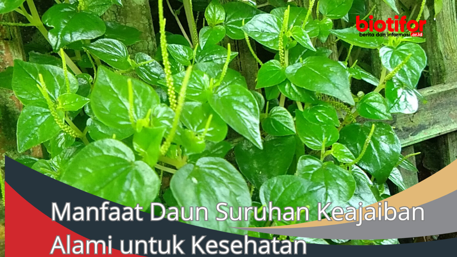 Manfaat Daun Suruhan Keajaiban Alami untuk Kesehatan