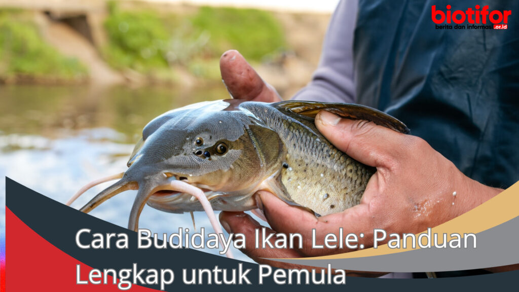 Cara Budidaya Ikan Lele: Panduan Lengkap untuk Pemula