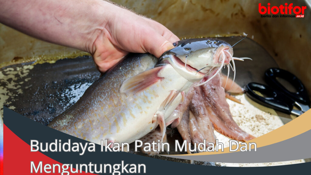 Cara Budidaya Kepiting : Panduan Lengkap Untuk Pemula