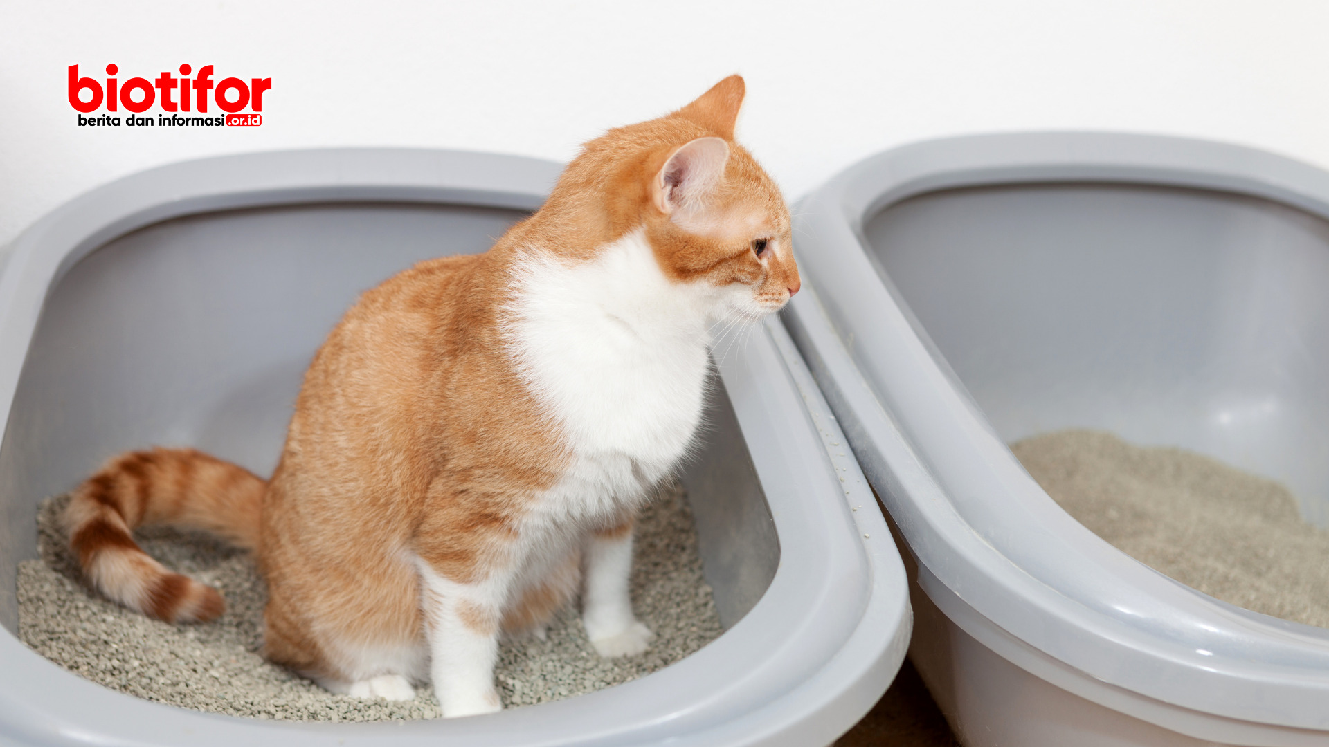 Cara Mengusir Kucing agar Tidak berak Sembarangan, Ampuh! - Biotifor