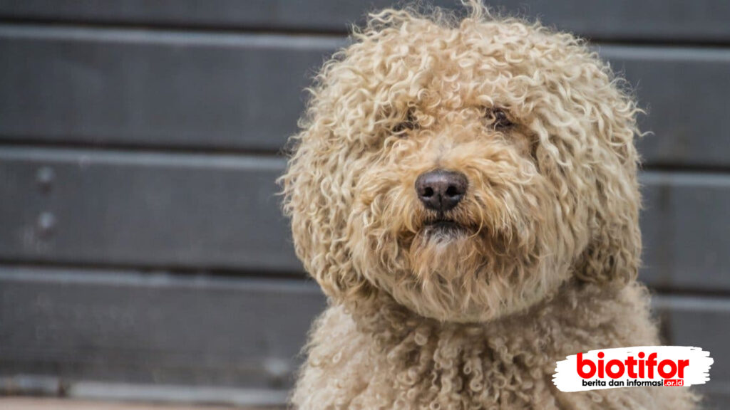 Jenis Ras Anjing Bulu Keriting Terpopuler