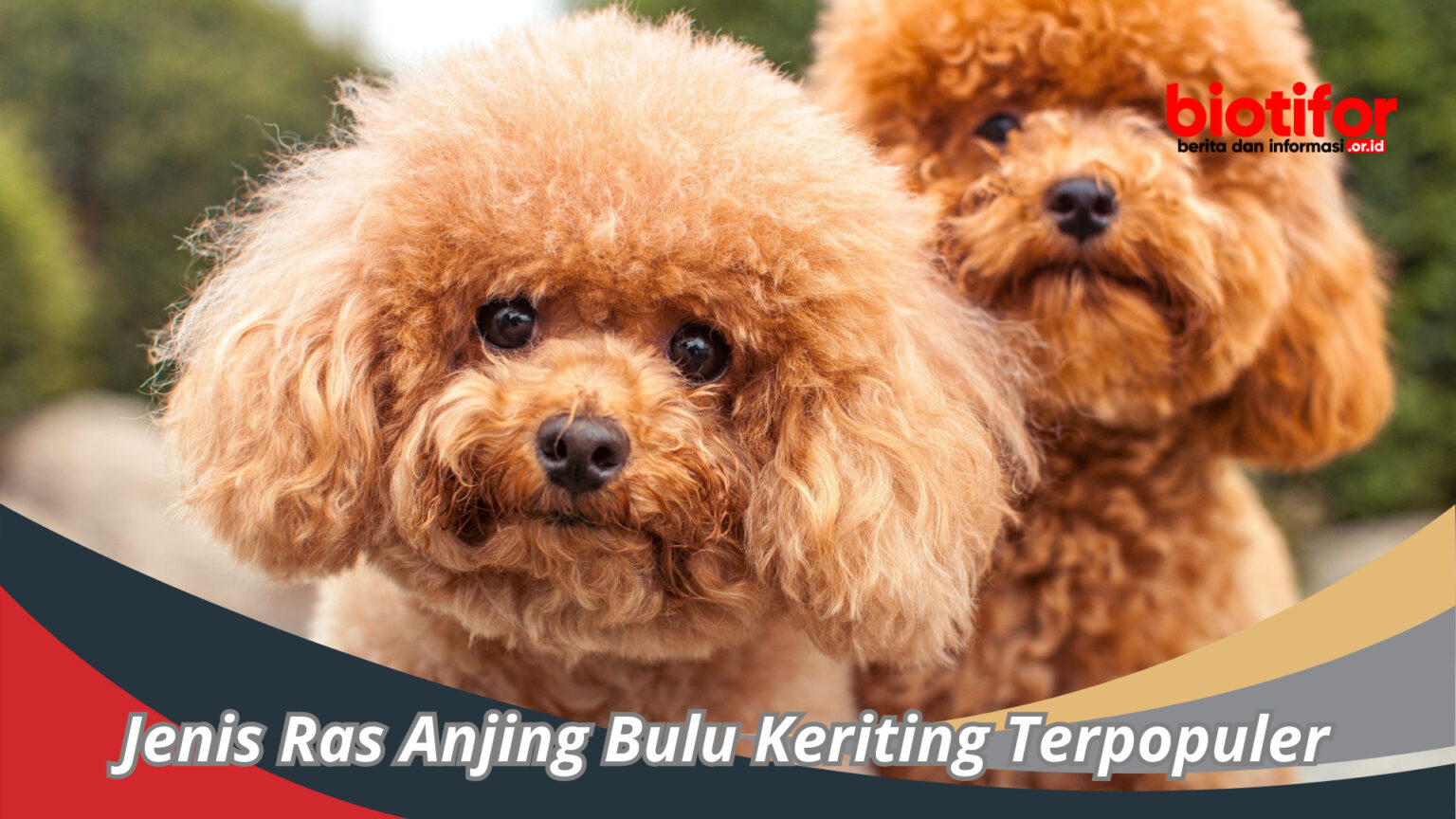 Jenis Ras Anjing Bulu Keriting Terpopuler