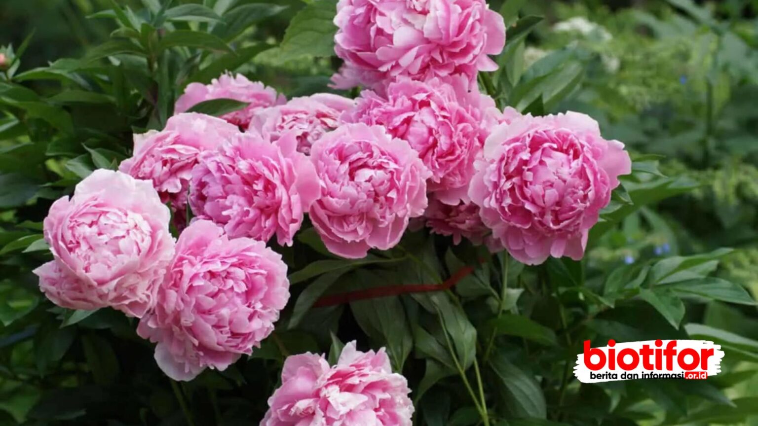 Bunga Peony: Kecantikan yang Abadi dalam Dunia Taman - Biotifor