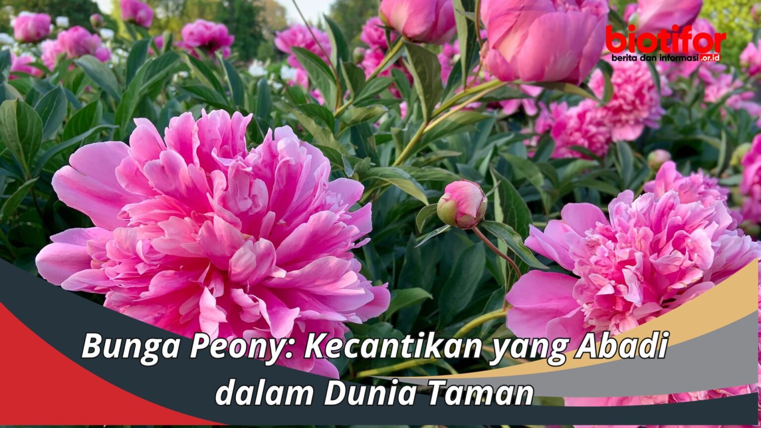 Bunga Peony: Kecantikan yang Abadi dalam Dunia Taman - Biotifor