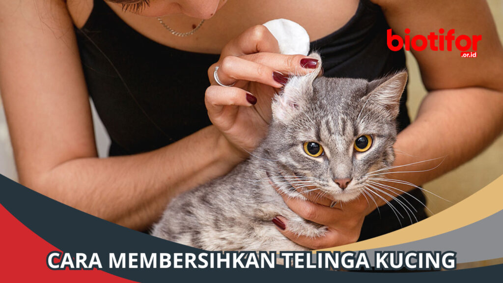Cara Membersihkan Telinga Kucing dengan Benar dan Aman - Biotifor