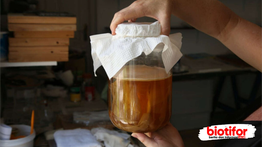 Cara Membuat Kombucha : Rahasia Minuman Fermentasi