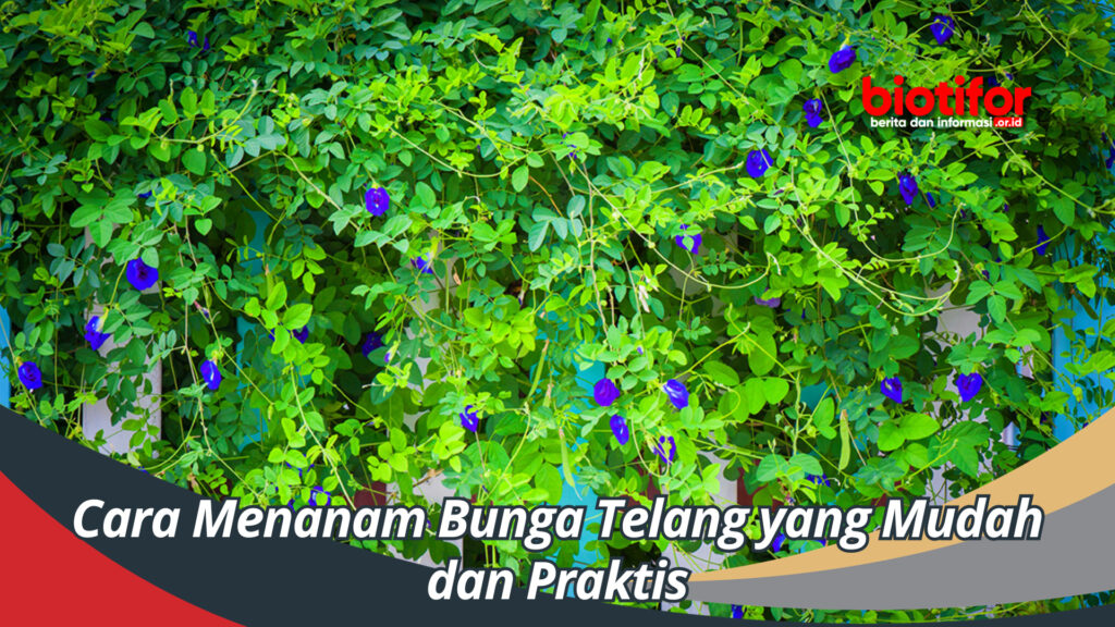 Cara Menanam Bunga Telang yang Mudah dan Praktis - Biotifor