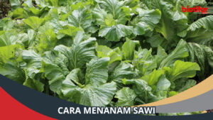 Cara Menanam Sawi: Panduan Lengkap untuk Pemula - Biotifor