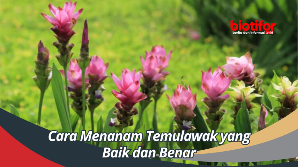 Cara Menanam Temulawak yang Baik dan Benar - Biotifor