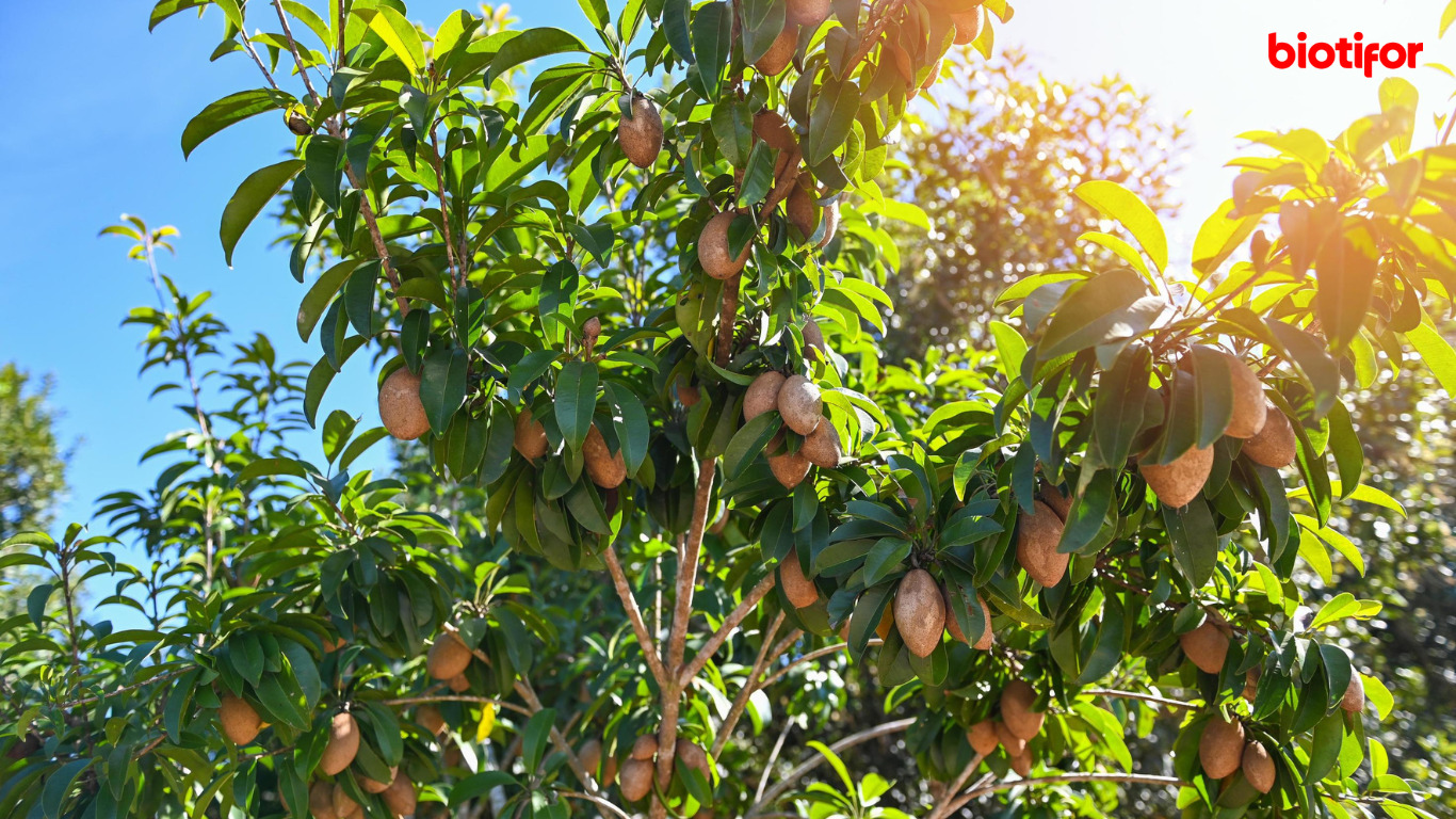 Cara Mencangkok Pohon Sawo: Panduan Lengkap dan Detail - Biotifor