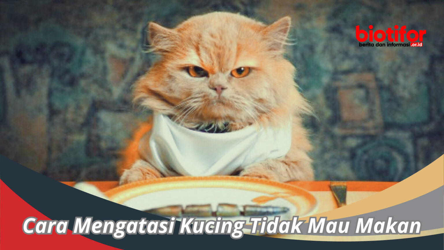 Cara Mengatasi Kucing Tidak Mau Makan Dan Penyebabnya
