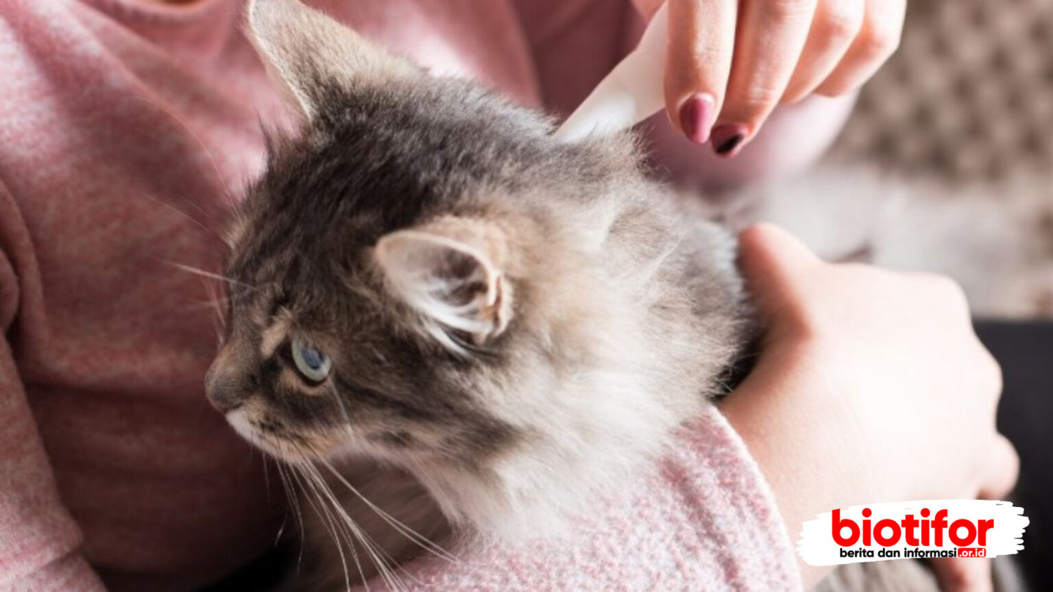 Cara Menghilangkan Kutu Kucing Dengan Cepat Dan Alami